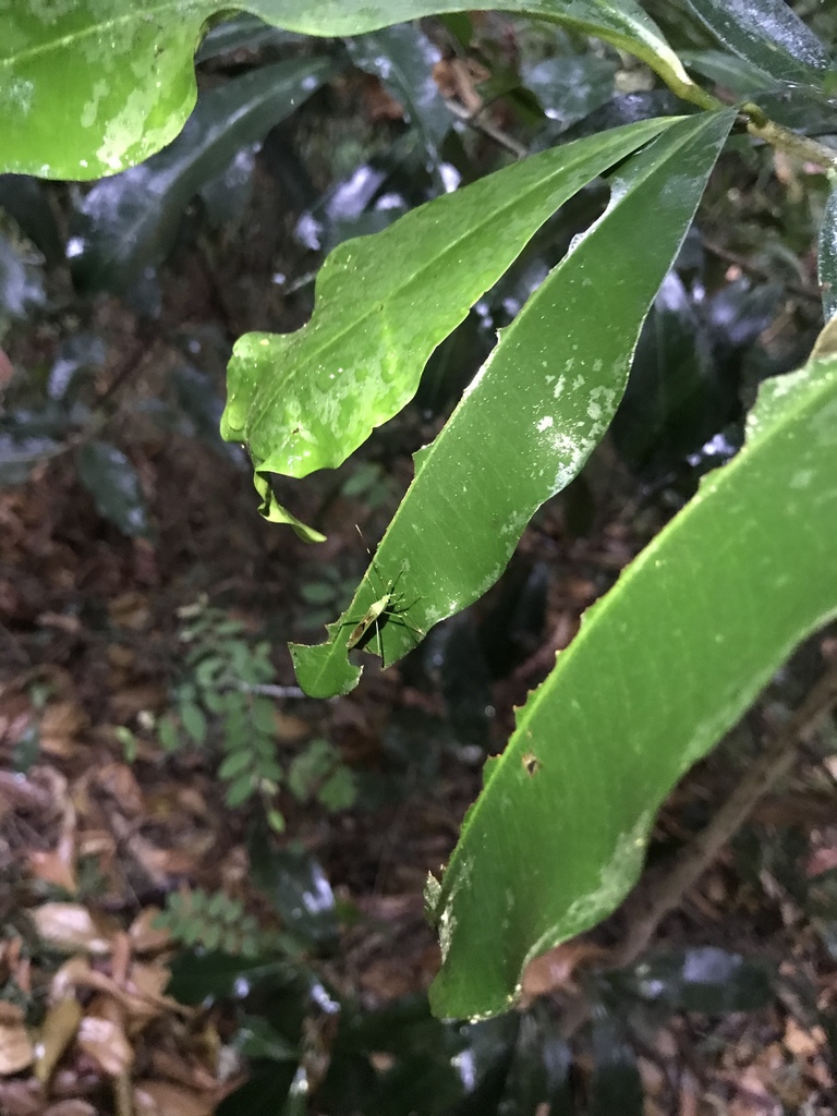 Leptocorisa from 東區, TW on December 04, 2019 at 04:14 PM by 葉俊欣 ...