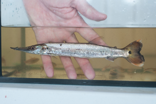 Bicuda (Boulengerella cuvieri) · iNaturalist United Kingdom