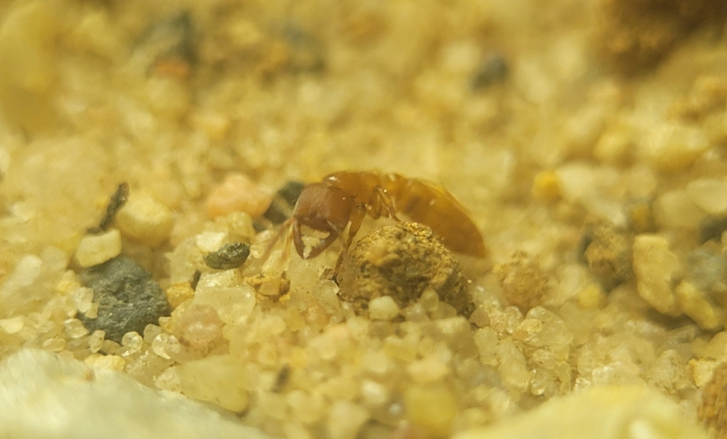 Amblyopone longidens from Bell NSW 2786, Australia on October 1, 2025 ...