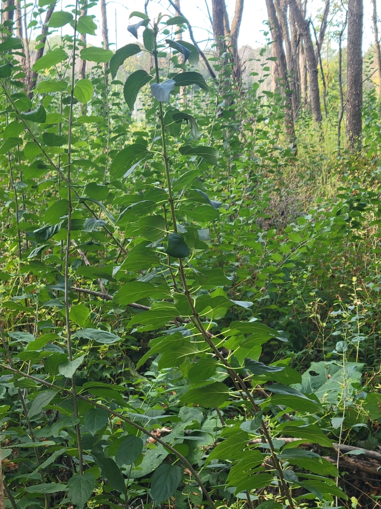 common buckthorn from Shorewood, MN 55331, USA on October 1, 2025 at 08 ...