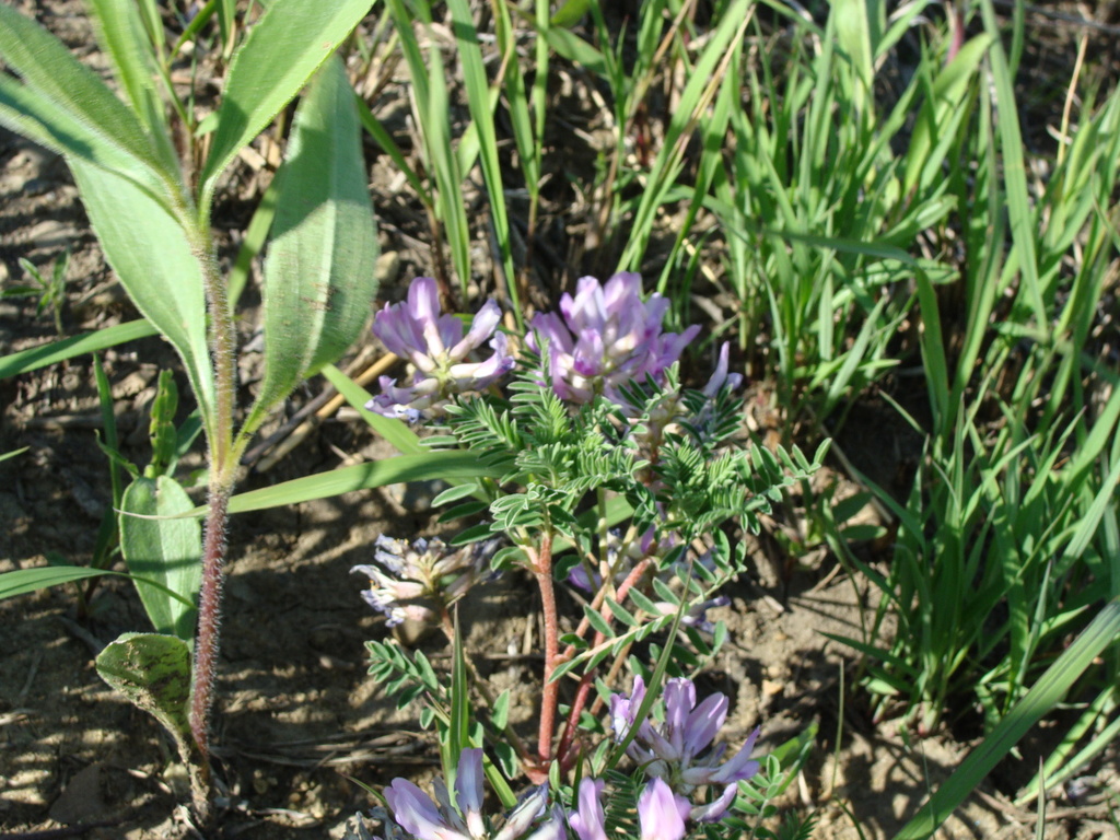 ground plum (Vascular Plants of Wild Basin) · iNaturalist