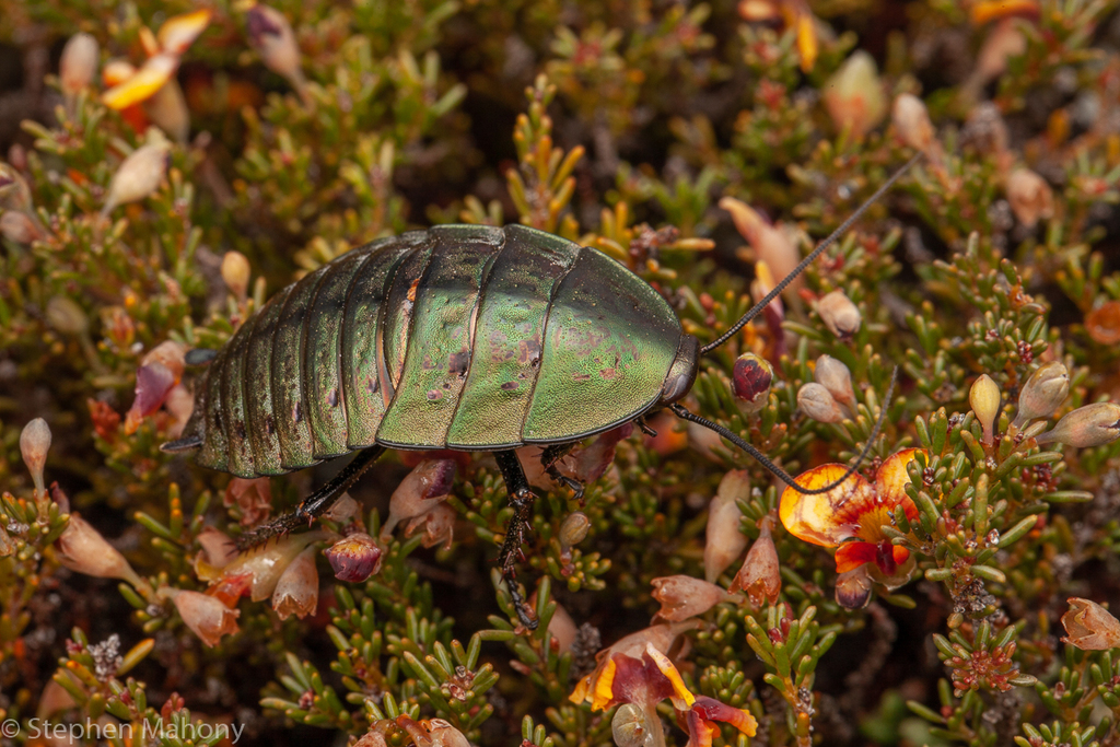 Alpine Metallic Cockroach in December 2019 by stephenmahony. Green form ...