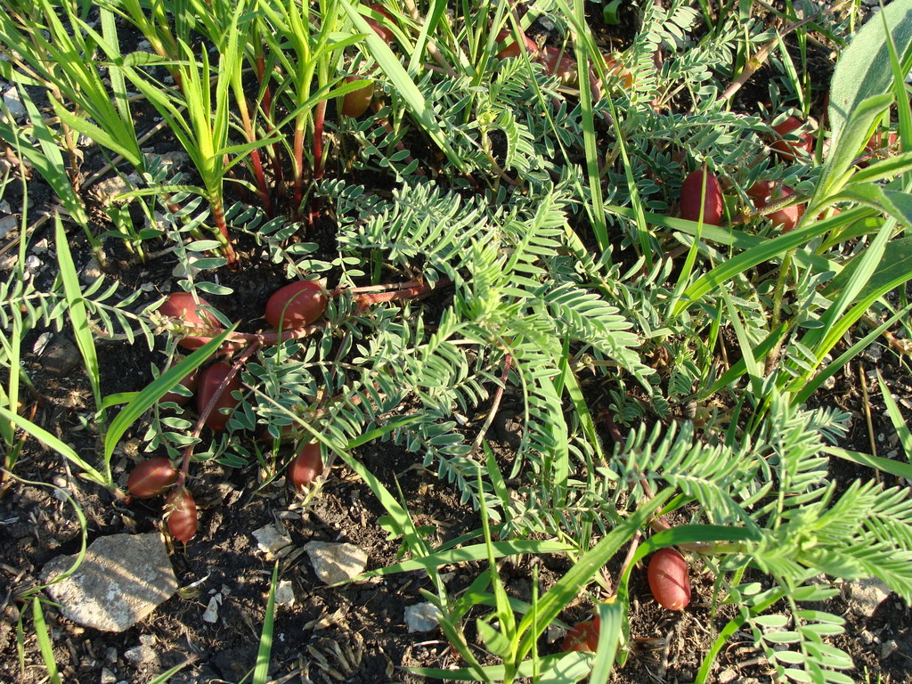 ground plum (Vascular Plants of Wild Basin) · iNaturalist