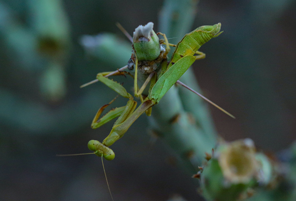 California Mantis from Oracle Foothills Estates, Tucson, AZ 85704, USA ...