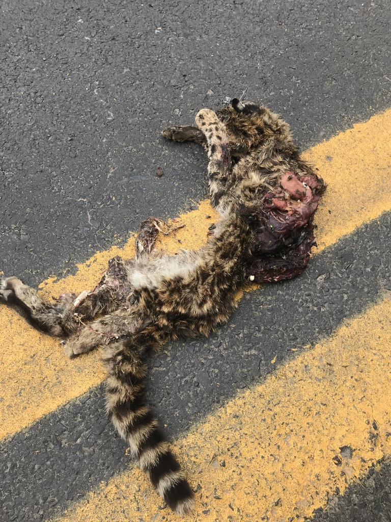 Southern Tigrina in December 2019 by Wesley Neely · iNaturalist