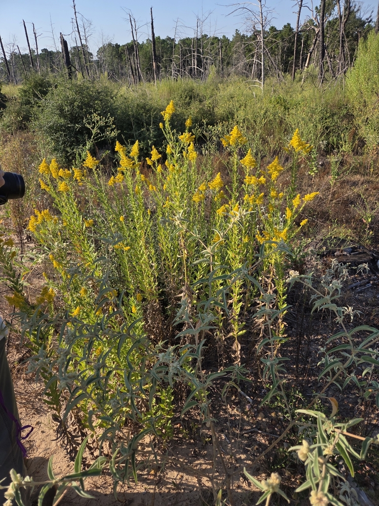 tall goldenrod from Smithville, TX 78957, USA on October 2, 2025 at 09: ...