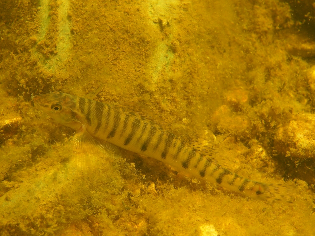 Common Logperch from Sulphur, OK 73086 on April 09, 2016 at 01:49 PM by ...