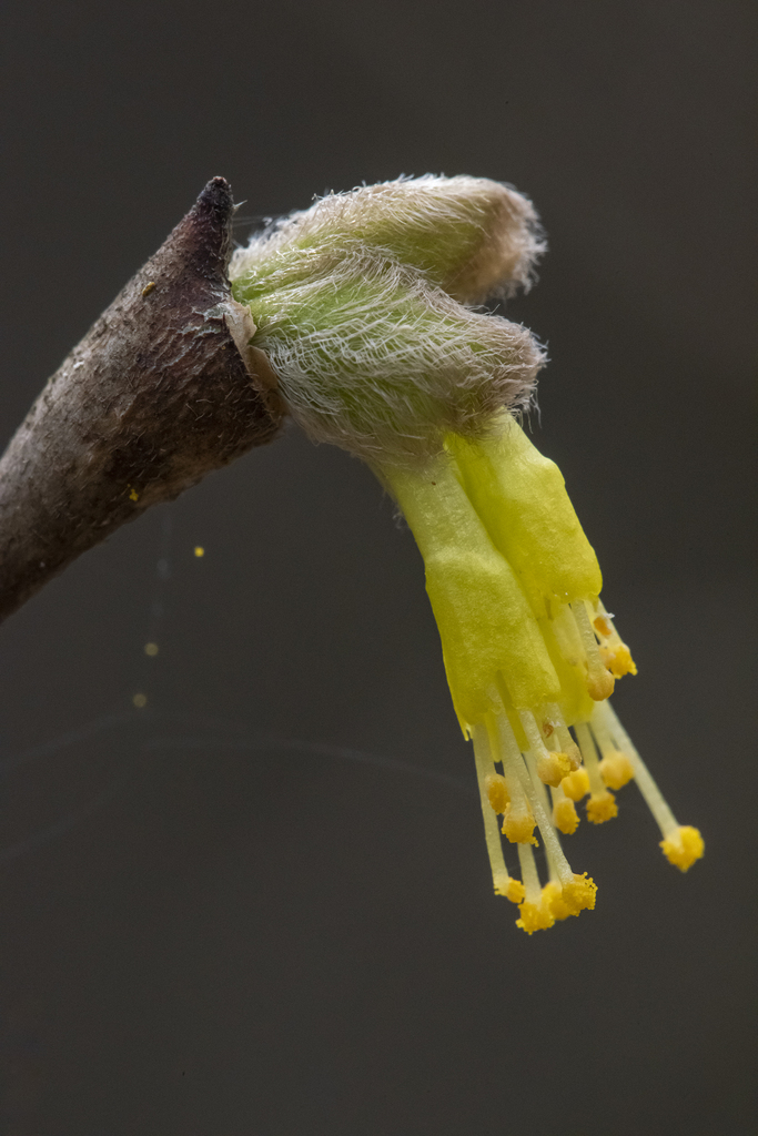 Ozark leatherwood from Carroll County, AR, USA on April 05, 2019 at 03: ...