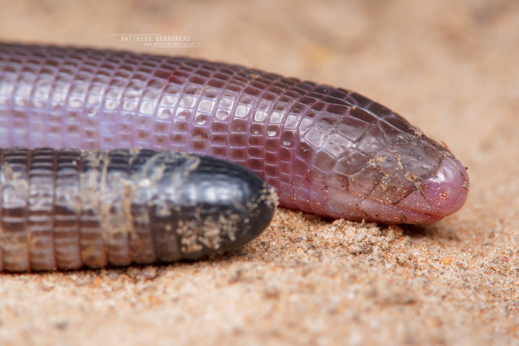 Wagler's Worm Lizard in November 2019 by Matthieu Berroneau · iNaturalist