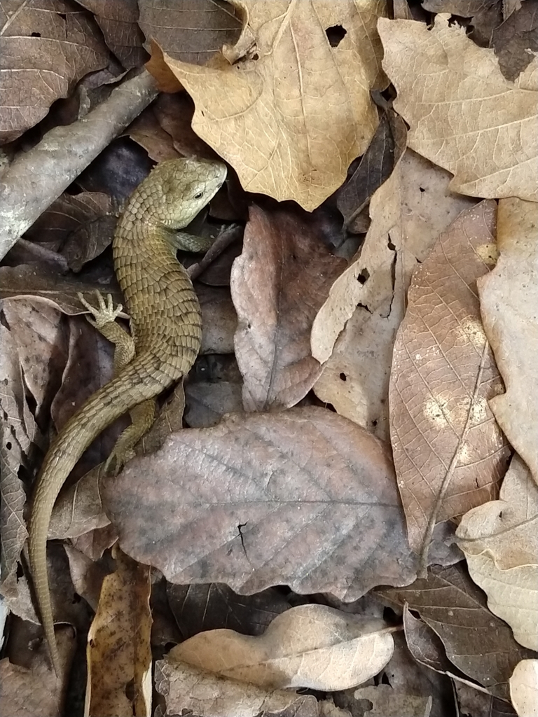 Red-lipped Arboreal Alligator Lizard in December 2019 by Roberto Ortiz ...