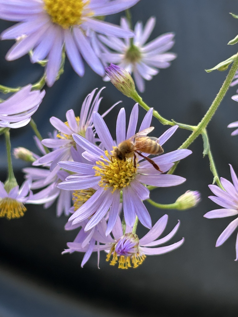 Western Honey Bee from Roosevelt St, Bethesda, MD, US on October 2 ...