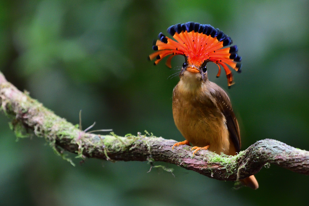 Atlantic Royal Flycatcher in October 2020 by Mauro Schramm · iNaturalist