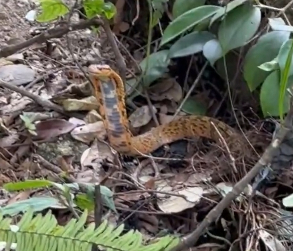 Bamboo Snake from Ba Vi National Park on February 19, 2025 by Son Pham ...