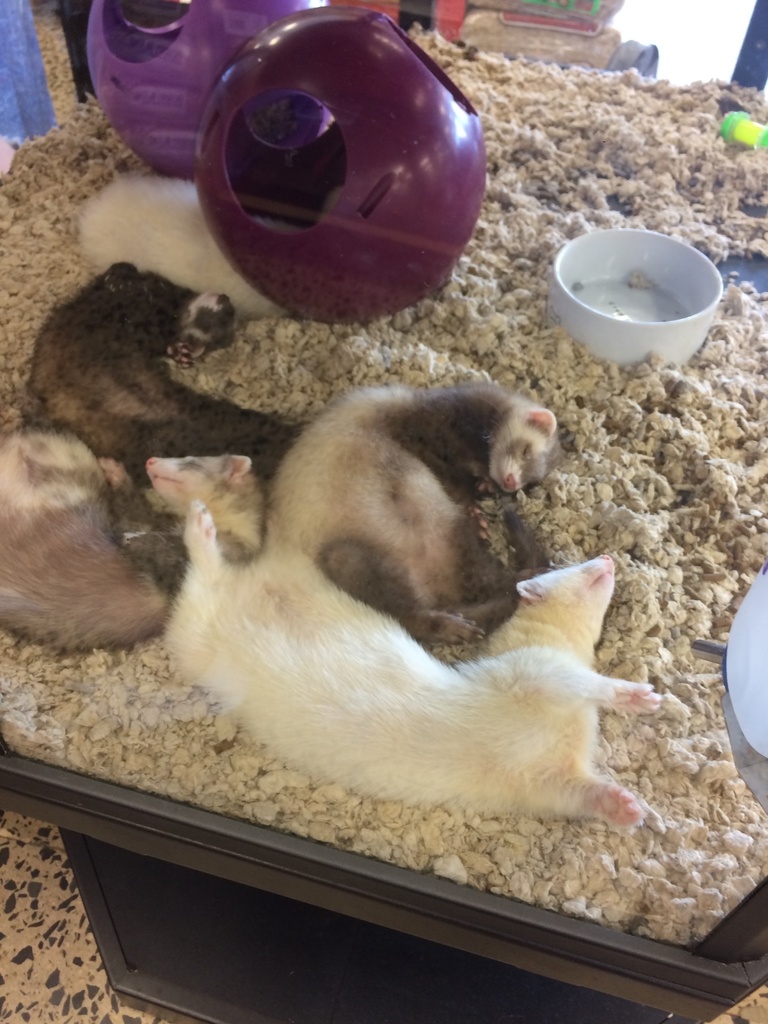 Domestic Ferret from Bucks Crossing, Feasterville Trevose, PA, US on ...