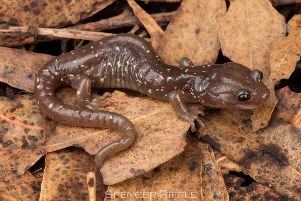 Arboreal Salamander