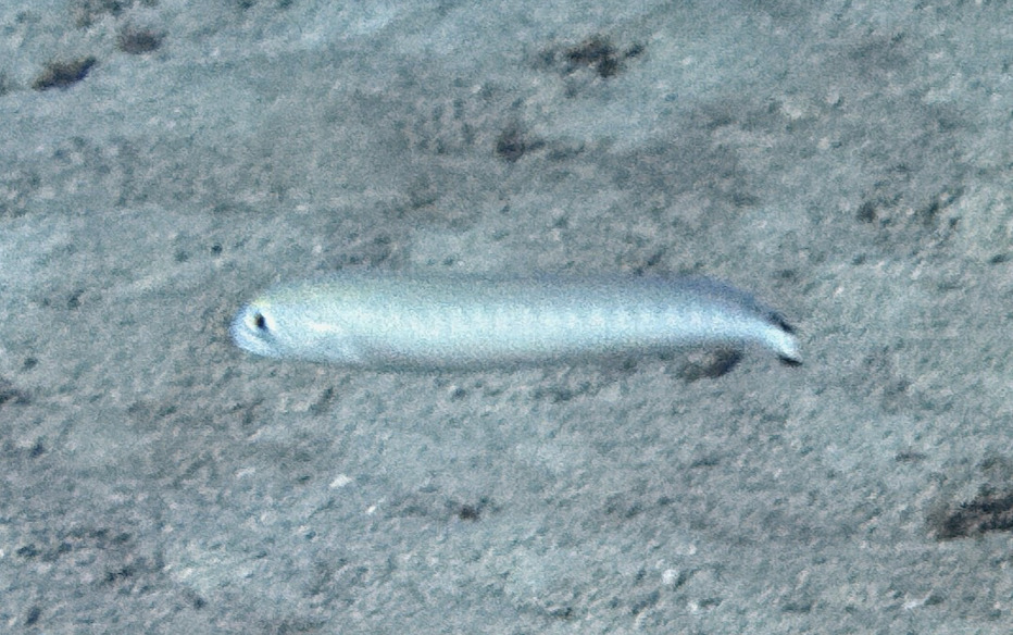Flagtail Blanquillo from Andaman and Nicobar Islands, India on January ...