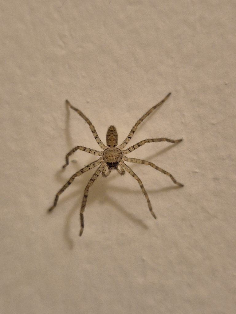 Pantropical Huntsman Spider from Village Center, Tancha, Onna, Kunigami ...