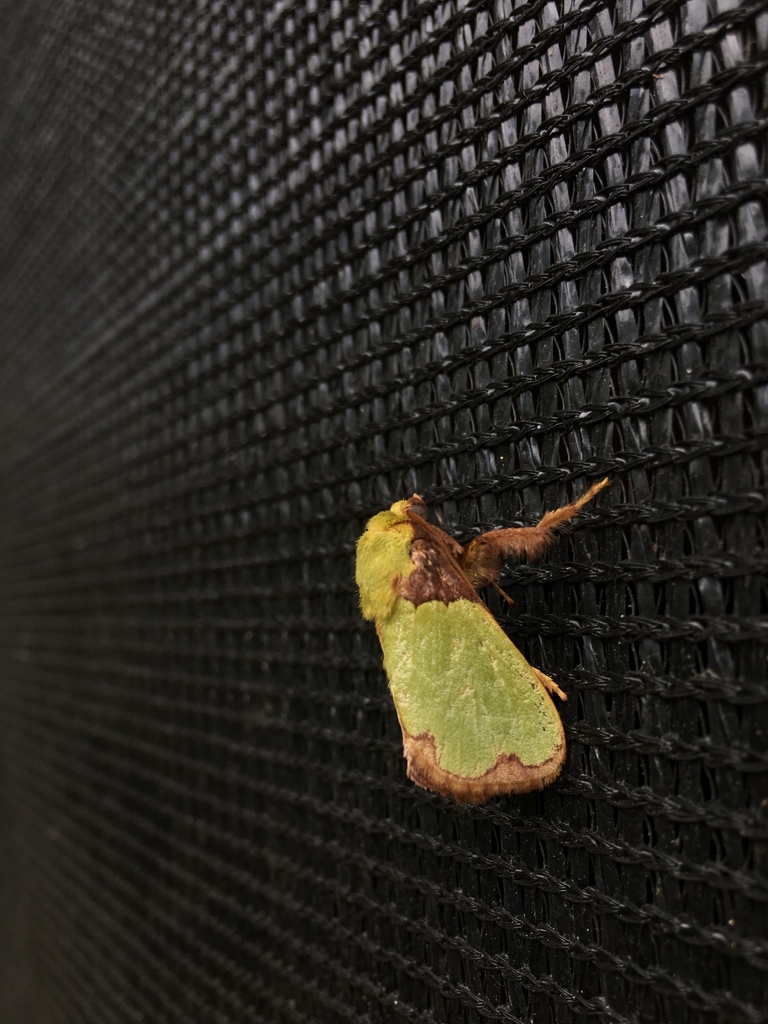 Latoia from Mbomo, CG-CO, CG on November 25, 2019 at 12:00 PM by Liam ...