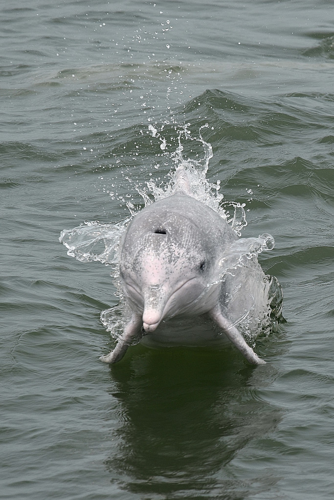Indo-Pacific Humpback Dolphin in April 2016 by WK Cheng · iNaturalist