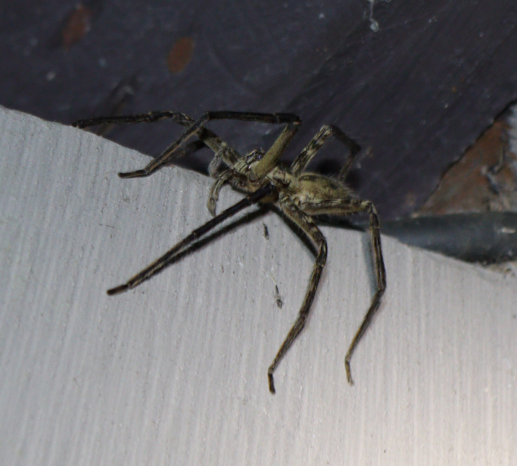 Red-thighed Bromeliad Spider in January 2023 by Bailey Peacock ...