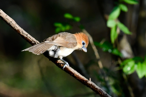 Rufous-headed Parrotbill (Paradoxornis bakeri) · iNaturalist