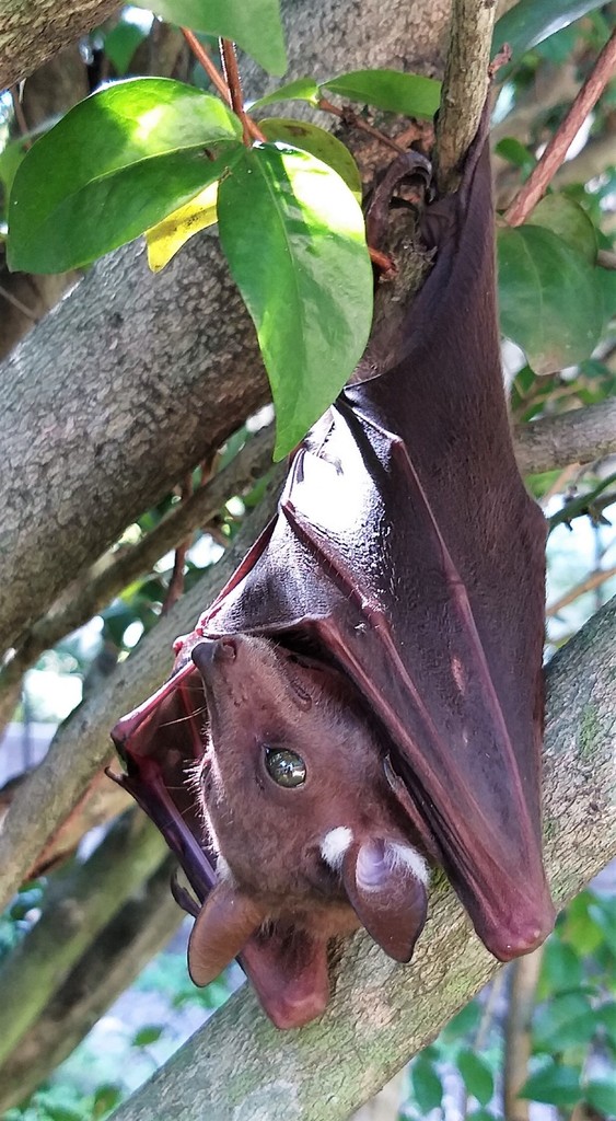 Franquet's Epauletted Bat from Ngaliema, Kinshasa, Democratic Republic ...