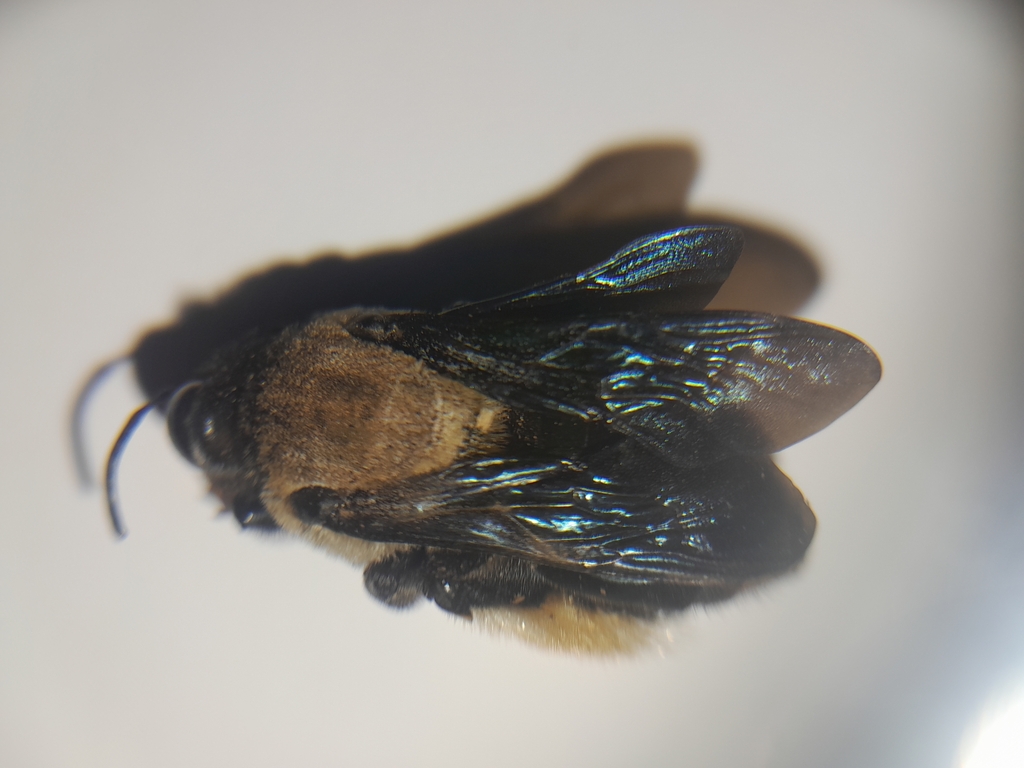 Large Carpenter Bees in October 2025 by Cleber · iNaturalist