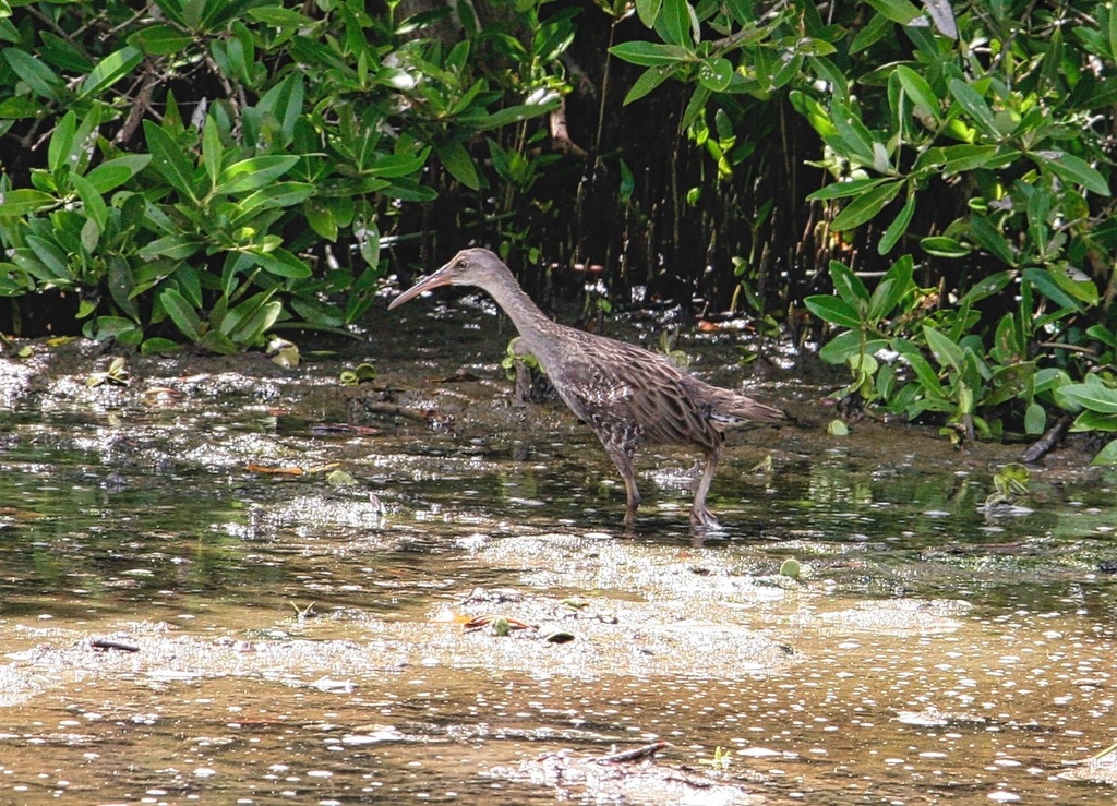 Clapper Rail from St John, 00830, USVI on October 18, 2006 at 01:06 PM ...