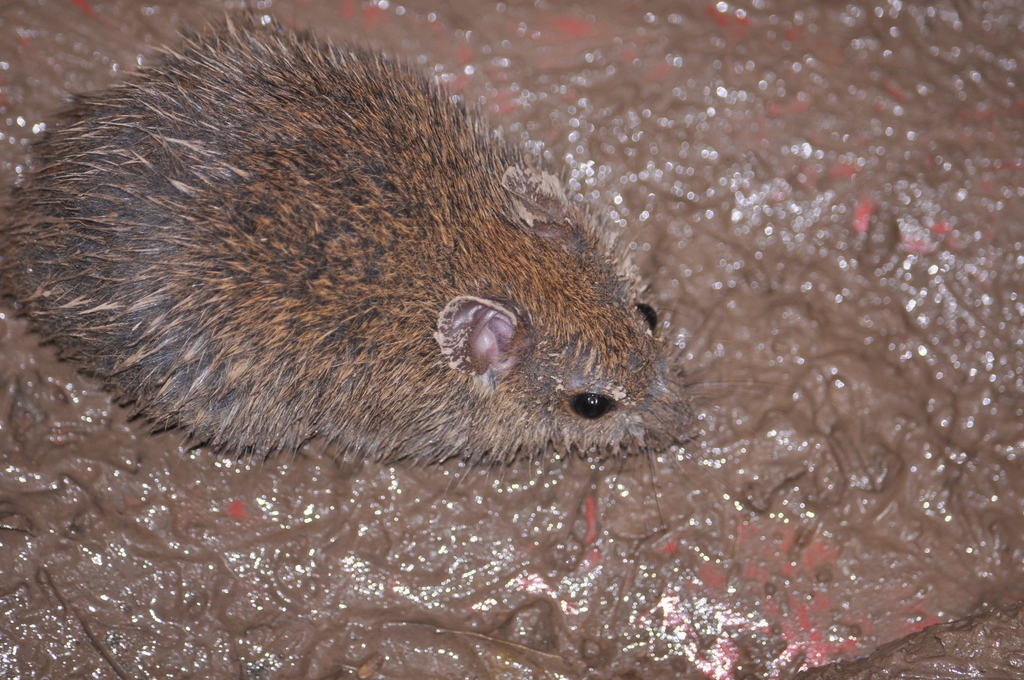 short-tailed cane mouse from Barrancas, La Guajira, Colombia on October ...