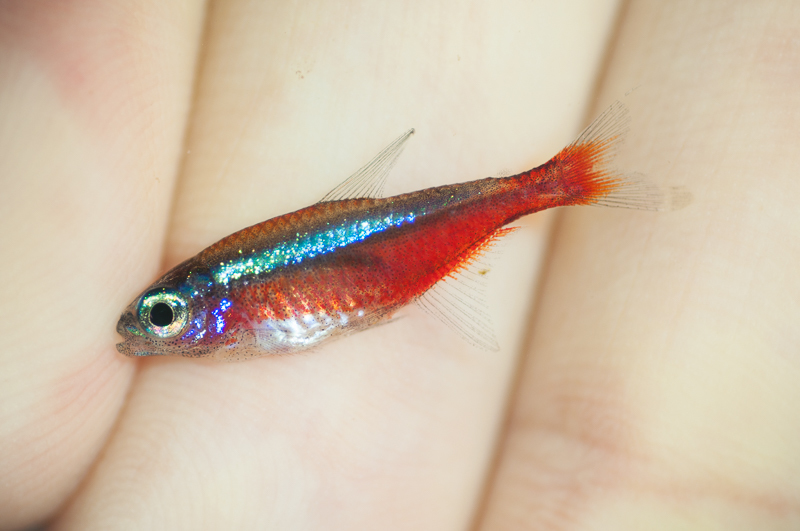 Cardinal Tetra from Barcelos - State of Amazonas, 69700-000, Brazil on ...