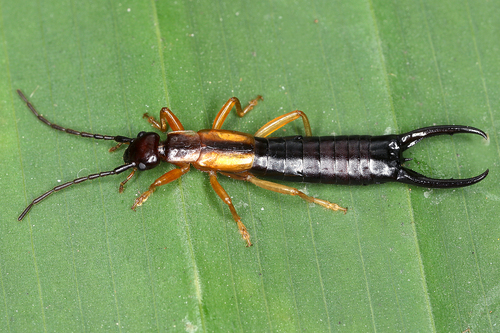 Doru luteipes · iNaturalist