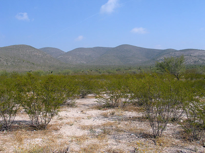 Creosote Bush from Ejido Magdaleno Cedillo, Tula, Tamaulipas, Mexico on ...