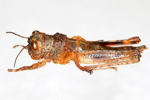 Mezentia gibbera · iNaturalist