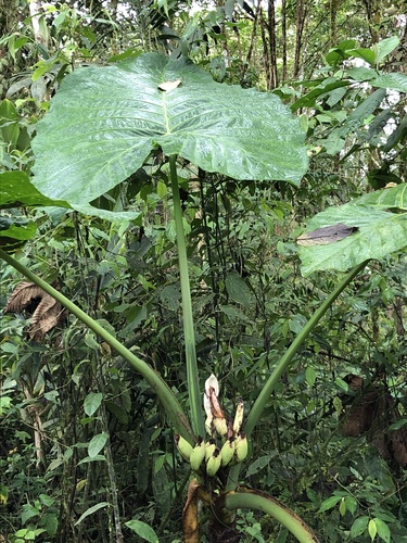 Xanthosoma dodsonii · iNaturalist