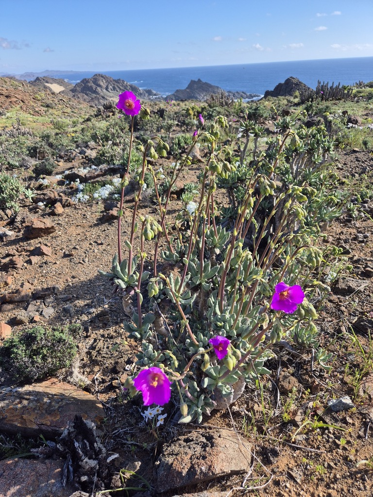 Cistanthe crassifolia from Huasco, Atacama, Chile on October 4, 2025 at ...