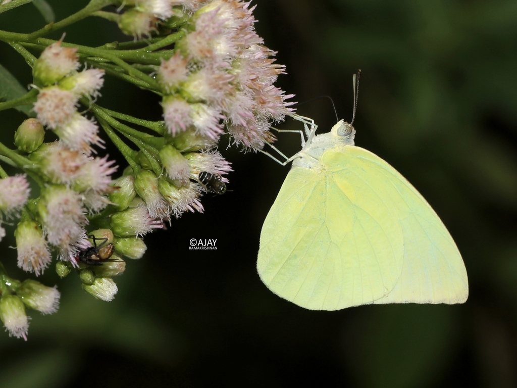 Lemon Migrant from Mulund, Mumbai on July 22, 2013 at 11:26 AM by Ajay ...