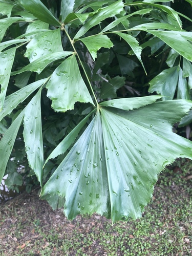 Foto 57622335, (c) Christian Del Valle, todos los derechos reservados ...