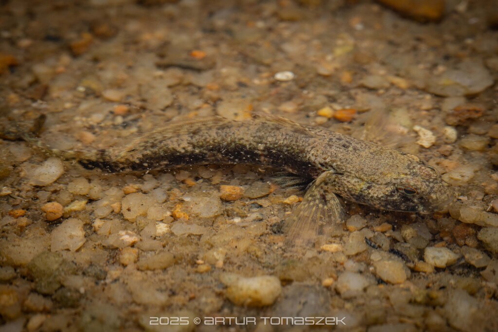 Drombus in October 2025 by Artur Tomaszek · iNaturalist