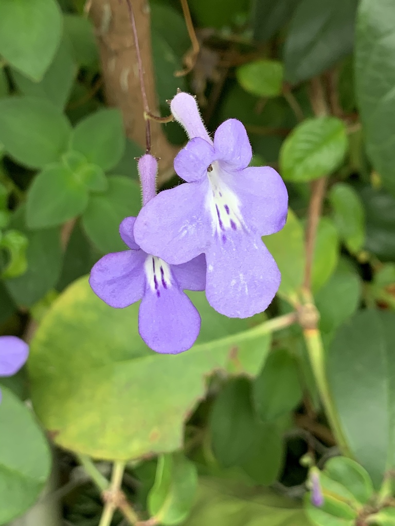 African Primrose from ガーデンズ バイ ザ ベイ, マリーナ, シンガポール, SG on December 8 ...