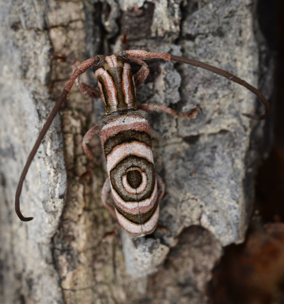 Target Longhorn Beetle from Tamboti tented camp, Kruger NP, South ...
