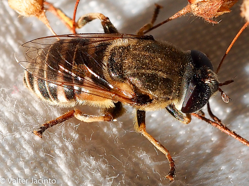 Merodon natans · iNaturalist