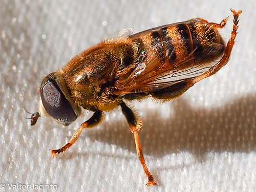 Merodon antonioi · iNaturalist