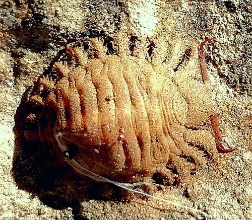 Genus Puer · iNaturalist