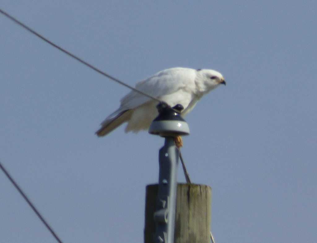Red-tailed Hawk in December 2019 by Candy McNamee · iNaturalist