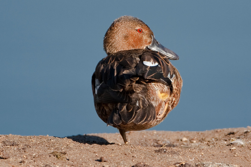 Cinnamon Teal from Santee Lakes on December 5, 2007 at 10:46 AM by BJ ...