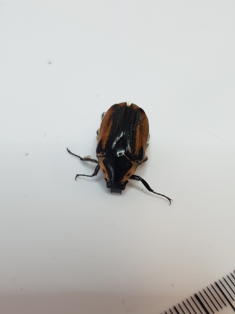 Cowboy Beetle from Adelaide SA 5000, Australia on December 09, 2019 by ...