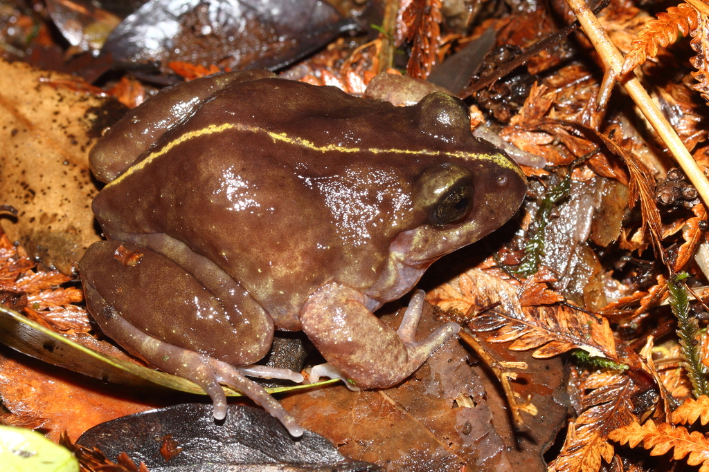 Emilio's Ground Frog in January 2014 by Graham Montgomery · iNaturalist
