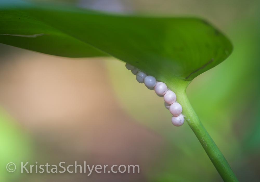 Florida Apple Snail from Monroe County, FL, USA on August 21, 2007 at ...