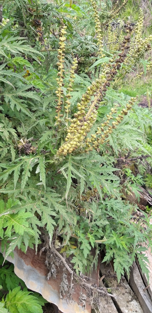 altamisa desde Bilovan, Ecuador el 08 de diciembre de 2019 a las 10:11 ...