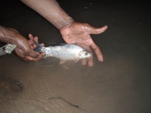 Prochilodus reticulatus · iNaturalist